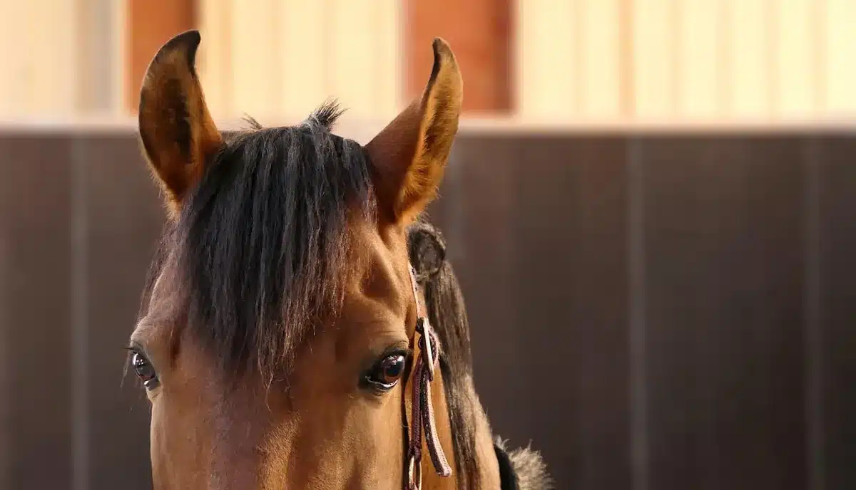 Horse Behavior Explained: What Common Horse Behaviors Mean - Horses Afield